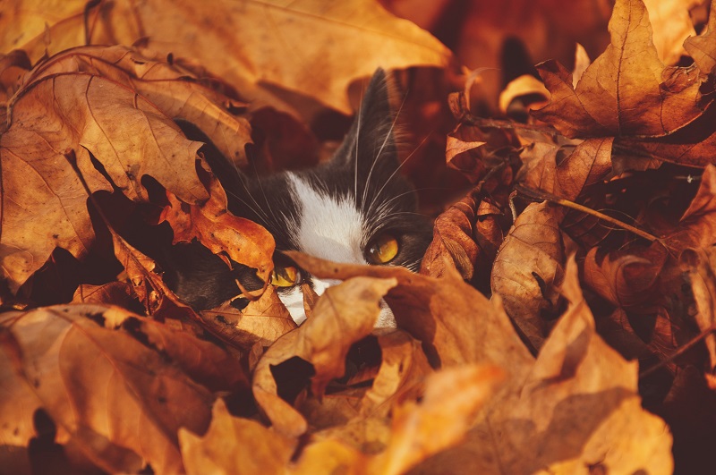 Fall Safety and Your Pet | Millennium City Veterinary Hospital
