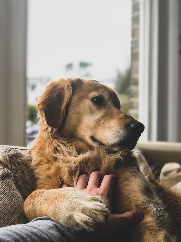Asthma in Pets | Millennium City Veterinary Hospital